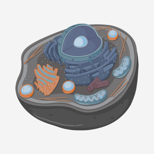 Cell Fractionation & Protein Trafficking – tagged "Organelle_Lipid Raft ...