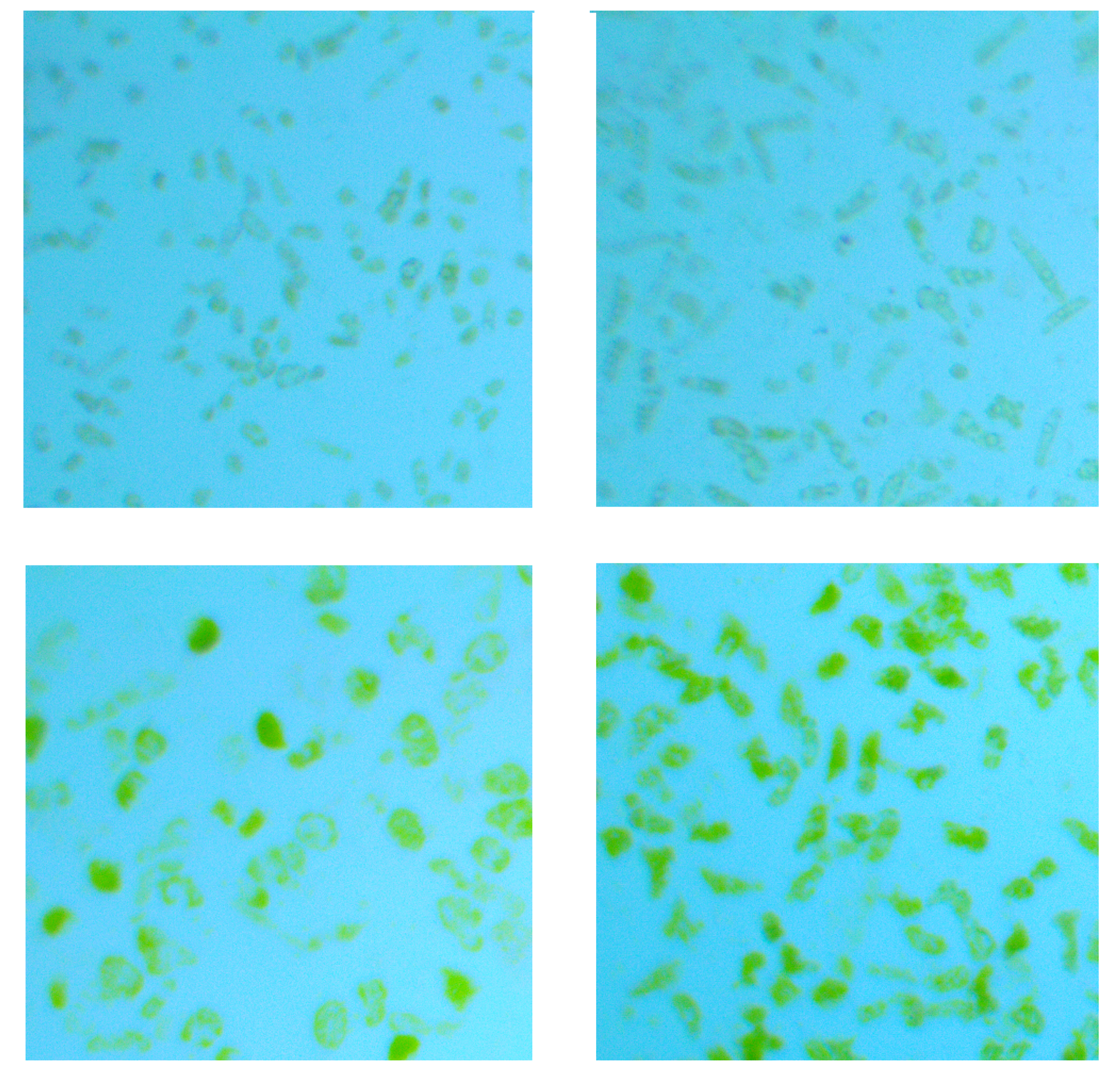 Chloroplast Microscope Minute Intact Plant Chloroplast Isolation Kit