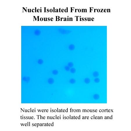 Minute™ Single Nucleus Isolation Kit for Neuronal Tissues/Cells ...