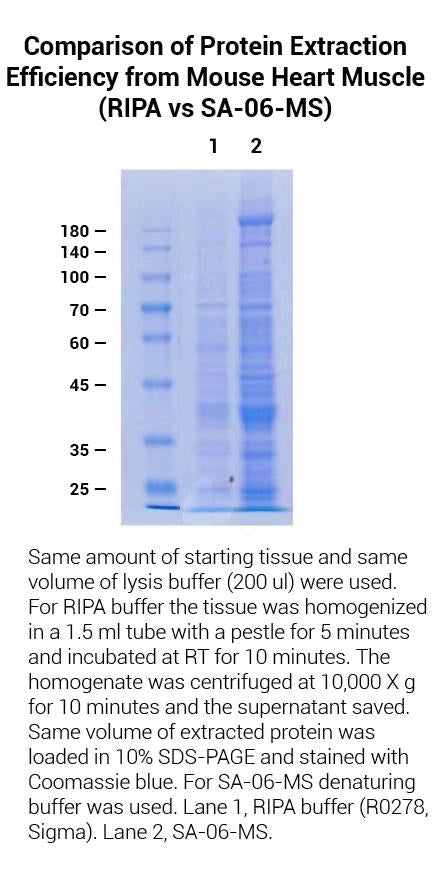 Minute™ Total Protein Extraction Kit for Muscles (50 Preps) – Invent ...