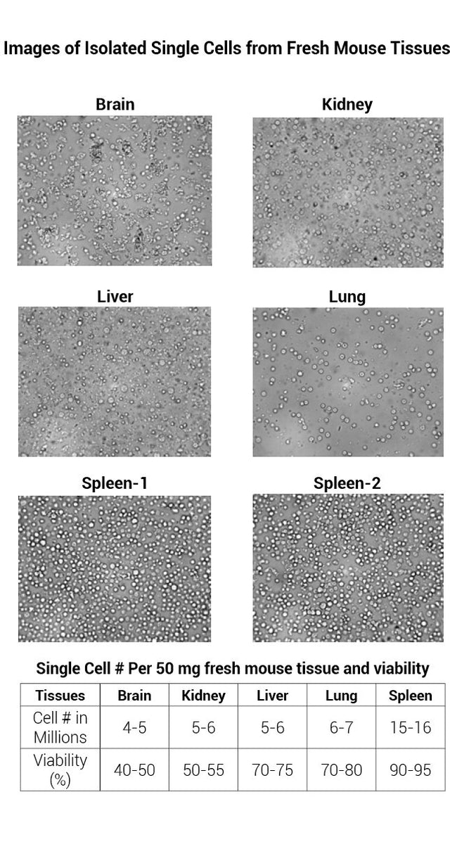Minute™ Single Cell Isolation Kit for Fresh and Fixed Tissues (50 Prep ...