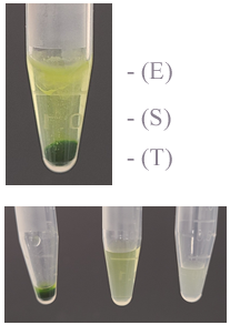 Minute™ Thylakoid Enrichment and Chloroplast Fractionation Kit (20 pre ...