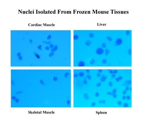 Minute™ Single Nucleus Isolation Kit for Tissues/Cells – Invent ...