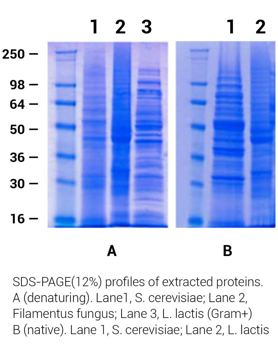 Minute™ Total Protein Extraction Kit for Microbes with Thick Cell Wall ...